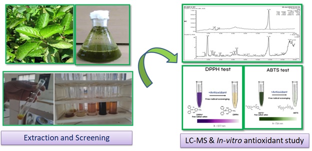 Characterization, Antioxidant Potential, and In-Silico Study of Ruellia ...