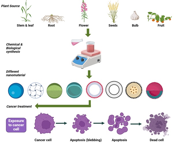 Phytoconstituent-Based Green Synthesis of Nanoparticles: Sources and ...